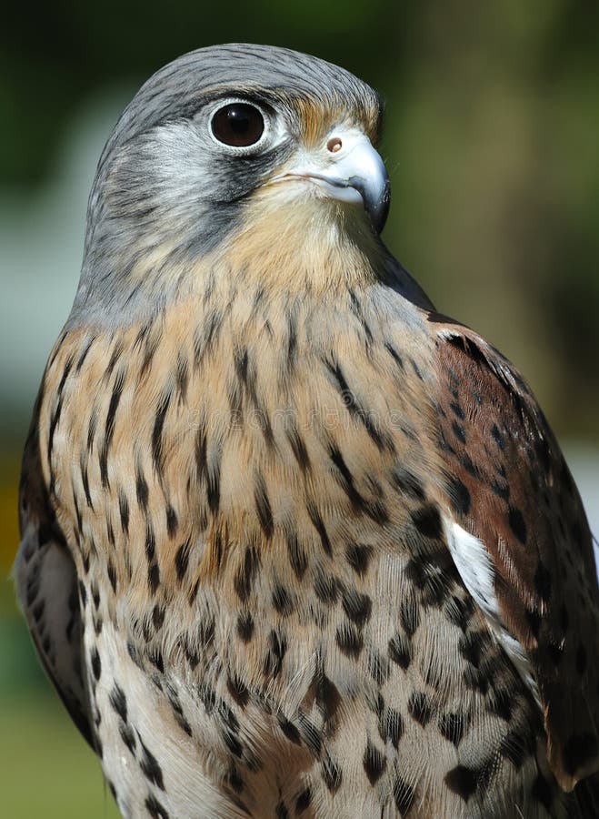 Kestrel stock photo. Image of hunter, beak, bird, alert - 24278012