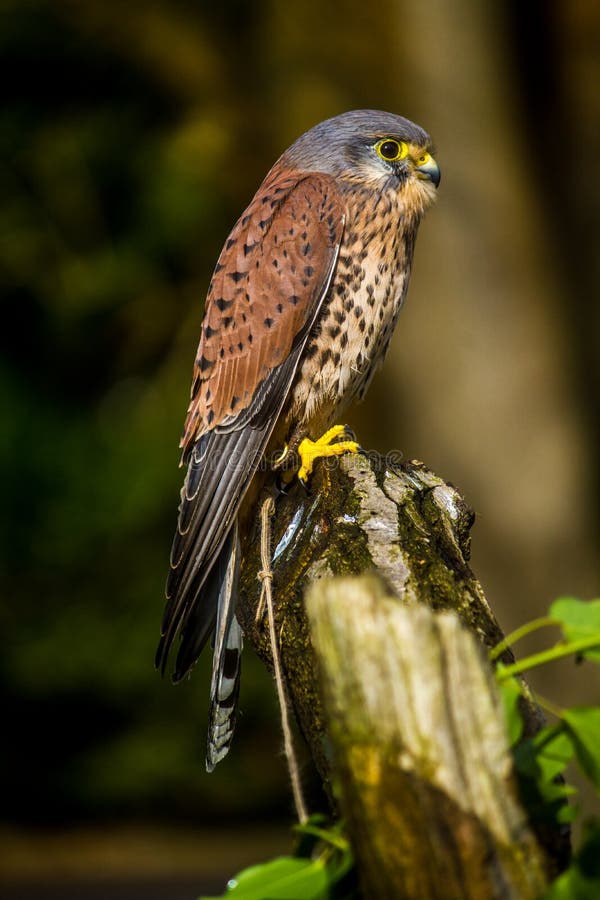 Kestrel stock image. Image of hoot, predator, feathers - 38296961