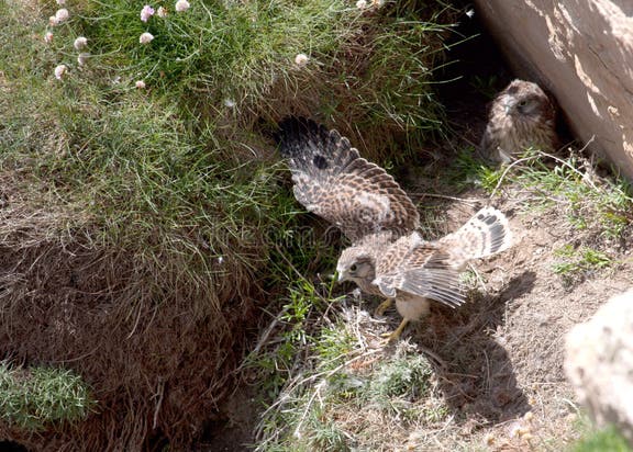 Kestrel stock photo. Image of north, coastline, wales - 38298188