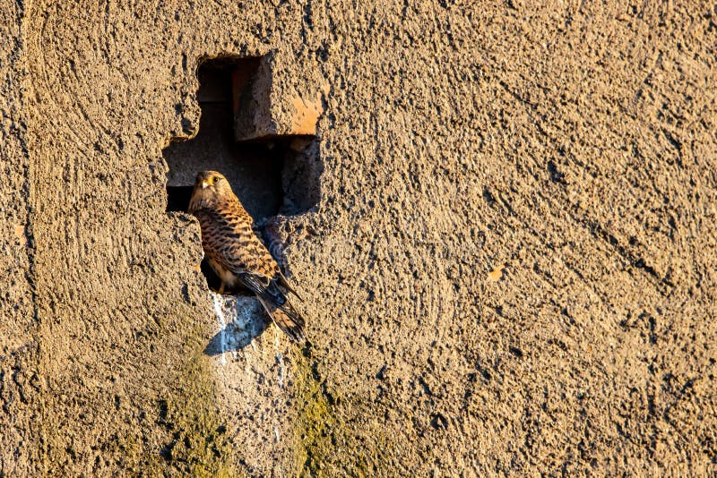 Kestrel at the Breeding Cave Stock Photo - Image of avian, backlight ...