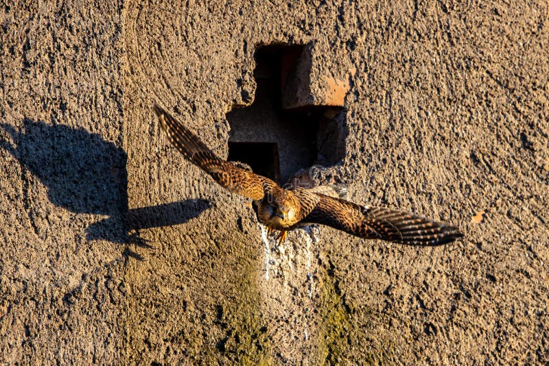 Kestrel at the Breeding Cave Stock Photo - Image of nest, falco: 184615774
