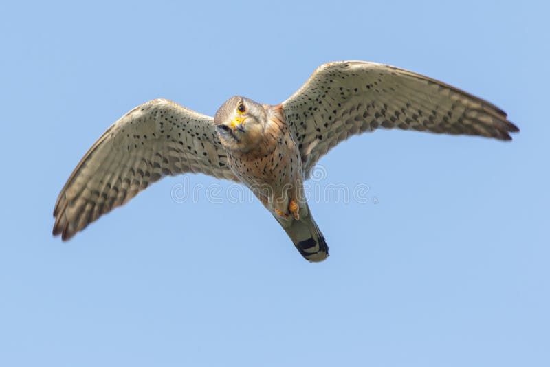 Kestrel stock photo. Image of landing, stunning, europe - 57102248