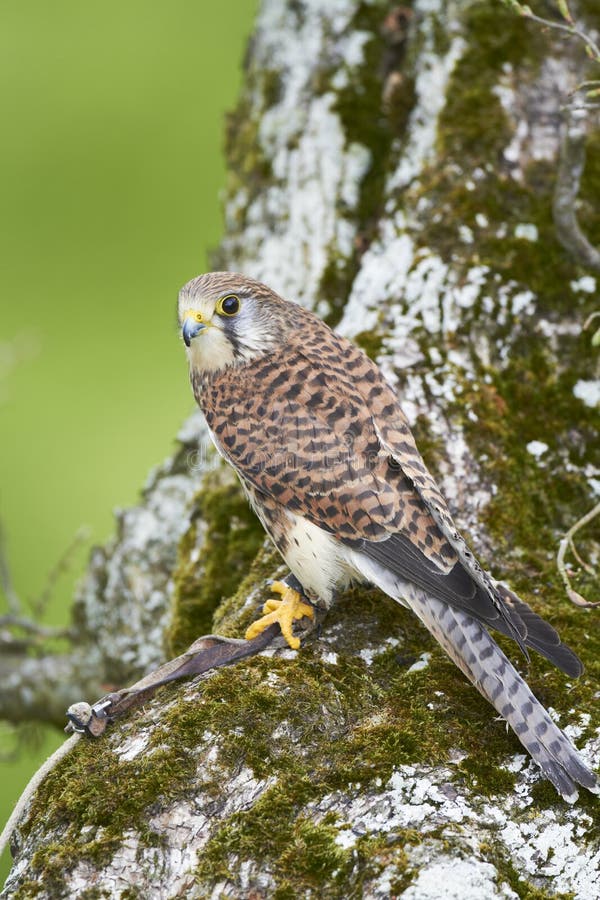 Kestrel stock image. Image of captive, raptor, hunter - 41961477