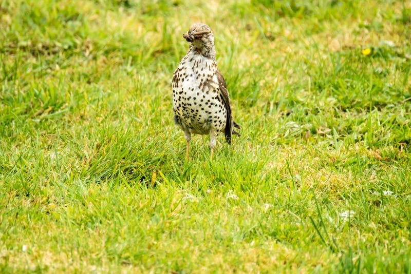 Kestrel Catching Worms on a Lawn in County Donegal - Ireland. Stock ...