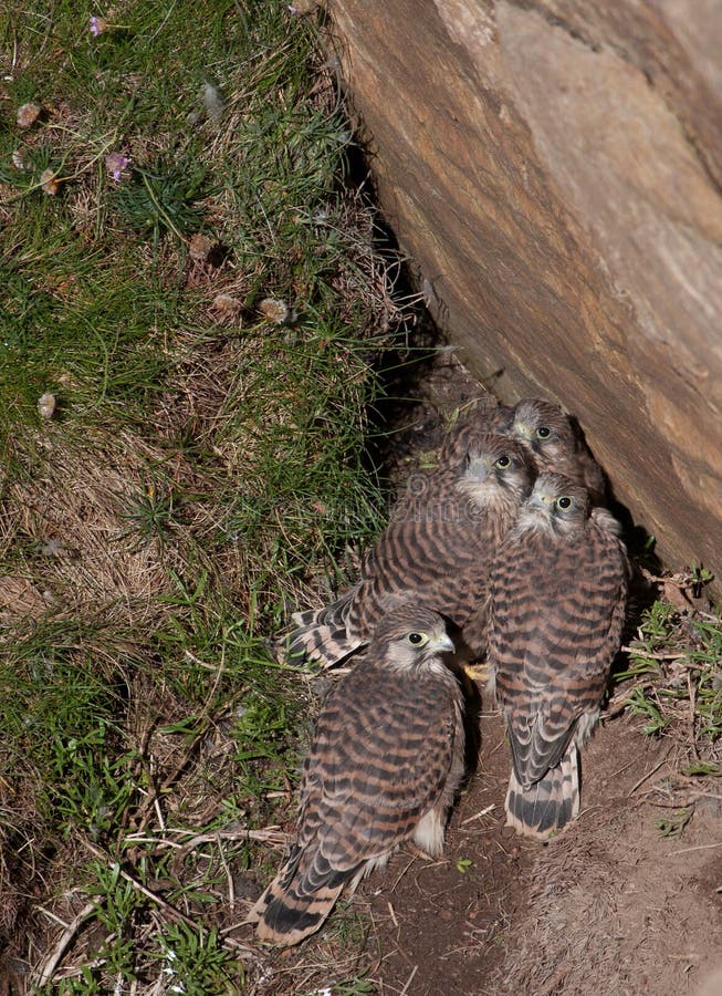 Kestrel Chicks stock image. Image of north, chick, bird - 25198647