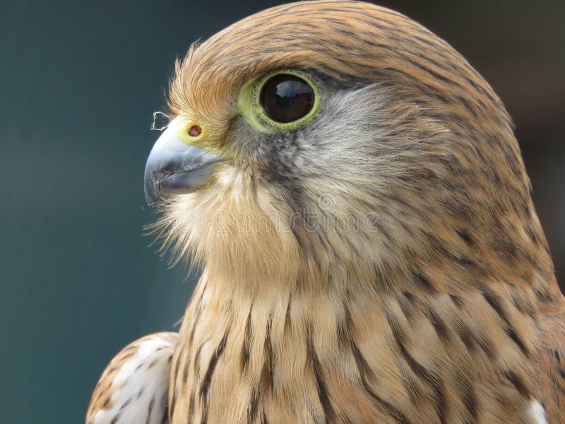 Kestrels Head Stock Photos - Free & Royalty-Free Stock Photos from ...