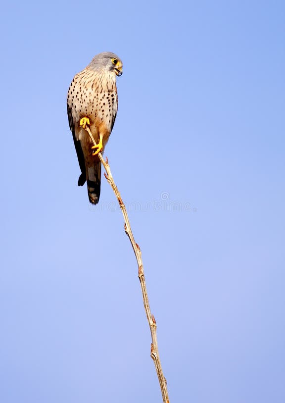 Kestrel common stock image. Image of claws, closeup, biology - 21977823