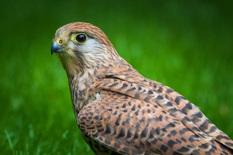 Kestrel stock image. Image of close, common, hunter - 140791863
