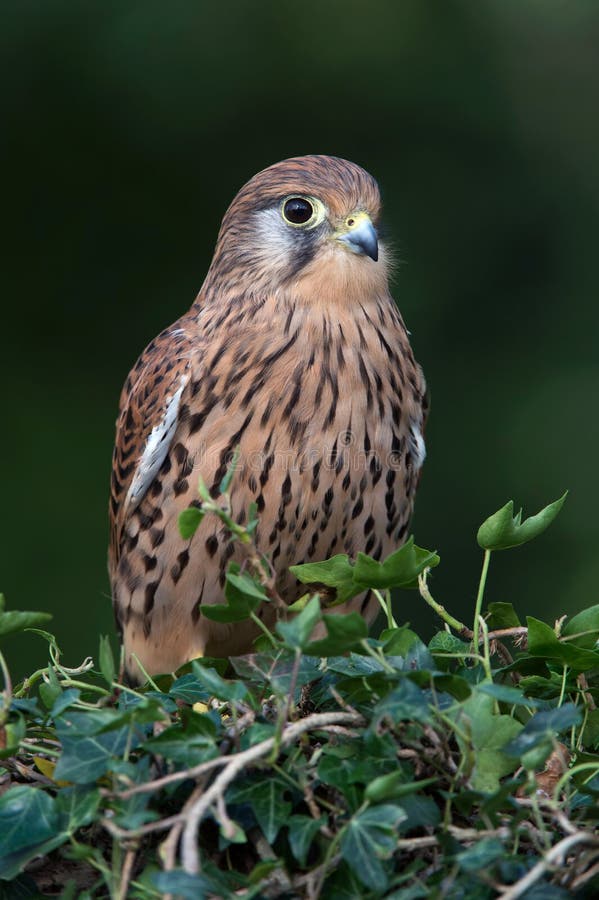 Kestrel (Falco Tinnunculus) Stock Photo - Image of avian, bird: 64481070