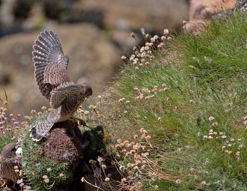 Kestrel familiy stock photo. Image of headland, views - 14817920