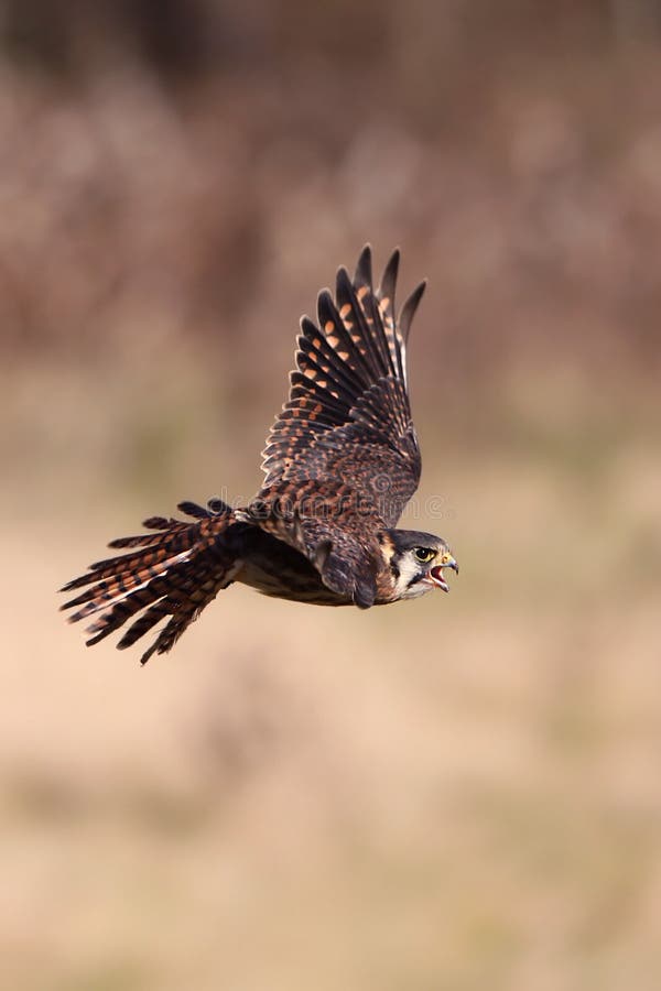 Kestrel in Flight stock photo. Image of noisy, raptor - 15843198