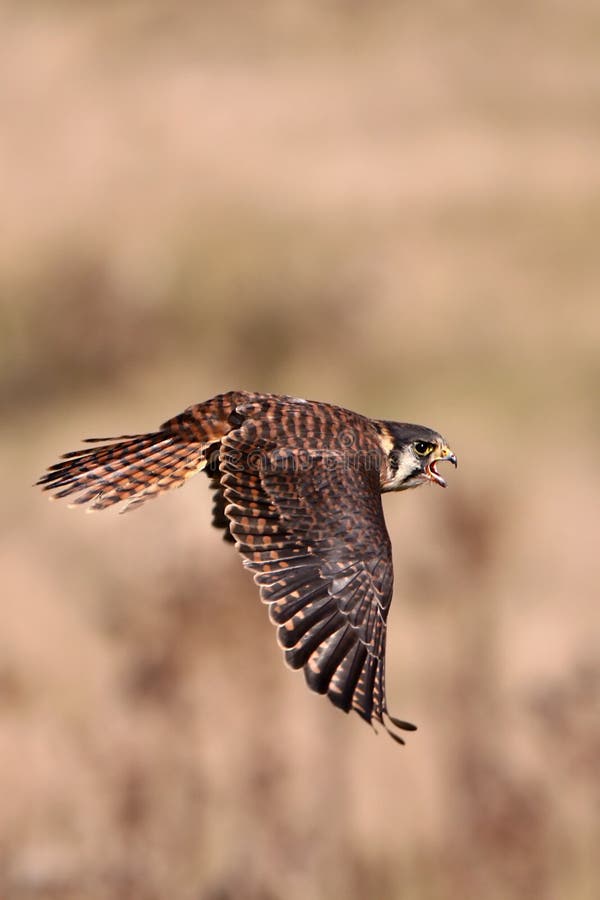Kestrel in Flight stock photo. Image of noisy, raptor - 15843198