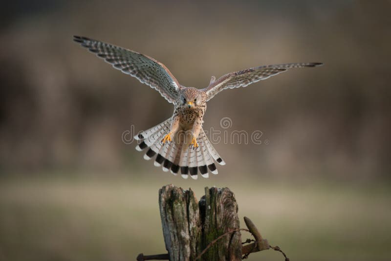 Kestrel in flight. stock image. Image of falcon, landing - 28586269