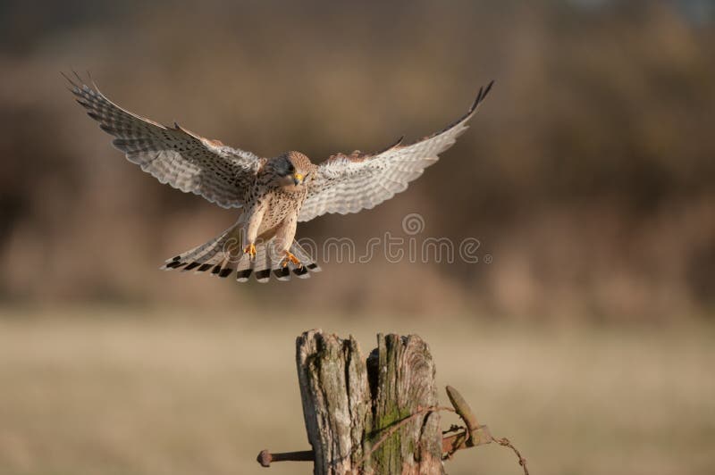Kestrel in flight. stock image. Image of gate, prey, falcon - 28586295