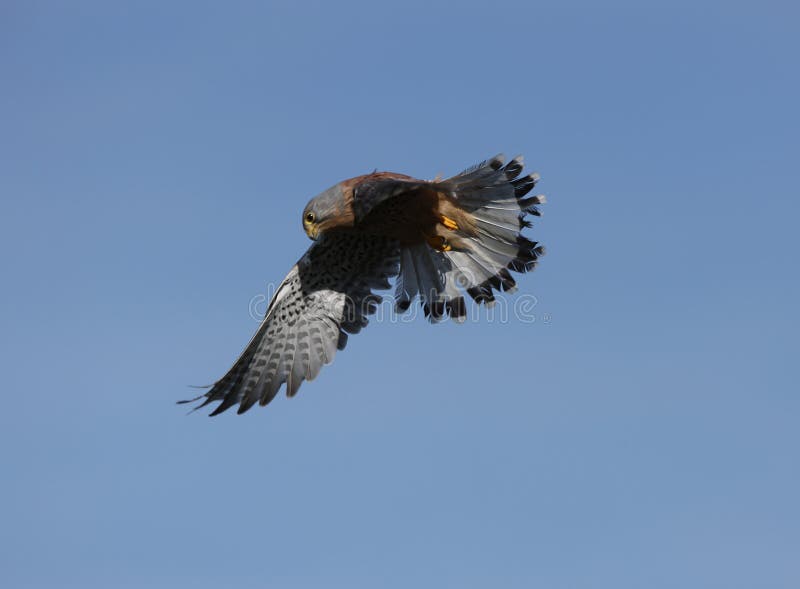 Kestrel in flight stock photo. Image of hover, feathers - 8463124