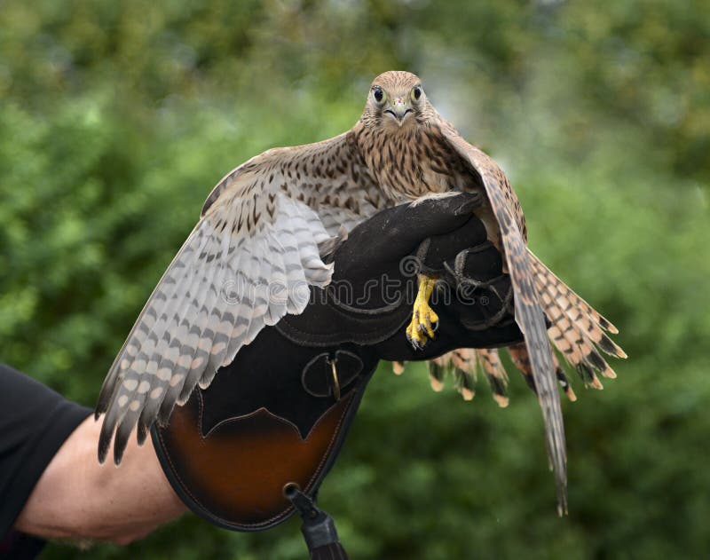 Kestrel, hawk stock photo. Image of feather, grand, hawk - 28173560