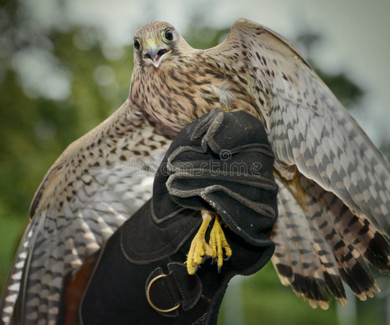 Kestrel, hawk stock photo. Image of mammal, nature, wing - 28173570