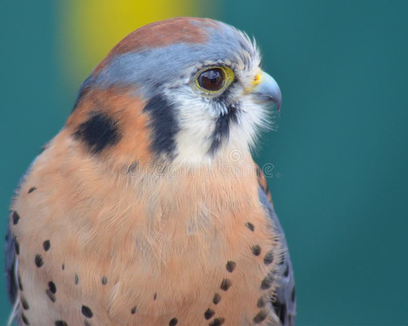 Kestrel Hawk portrait stock photo. Image of wildlife - 75822320