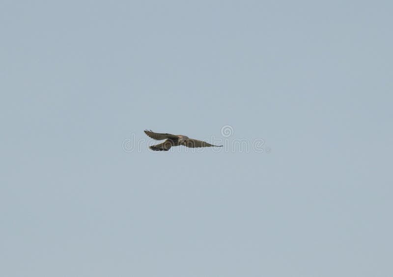 Kestrel Hovering in the Air Ready To Swoop Stock Photo - Image of beak ...