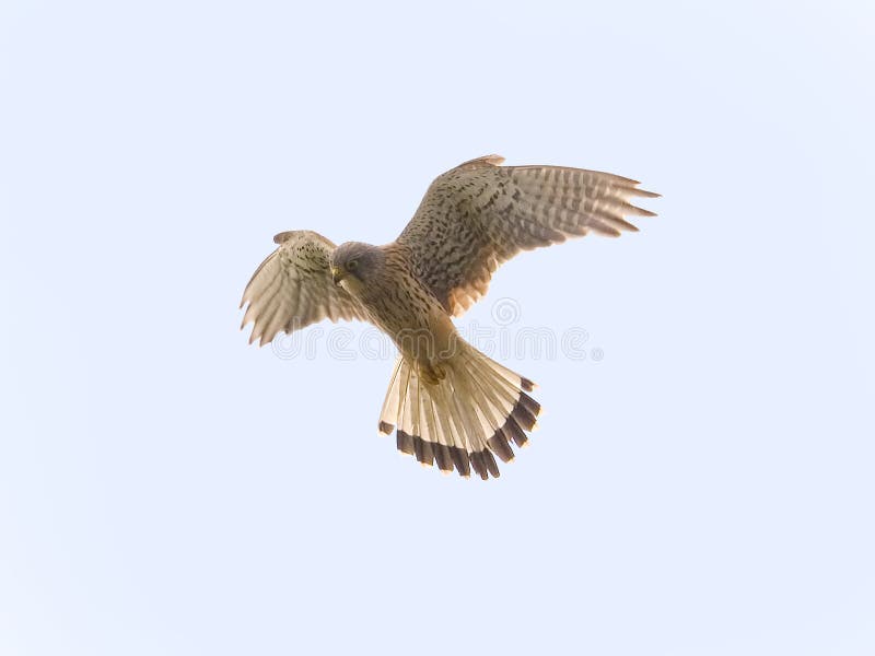 Kestrel hovering stock image. Image of hunt, kestrel - 251523597