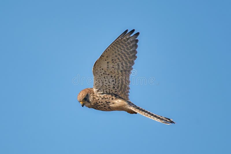 Kestrel hovering stock photo. Image of open, prey, quail - 365810820