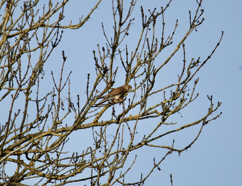 A kestrel perche in a tree stock image. Image of tinnunculus - 360154619