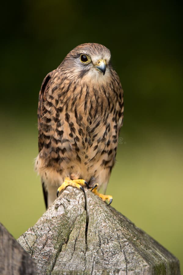 Female Lesser Kestrel Perched Stock Photo - Image of hawk, beak: 128271688
