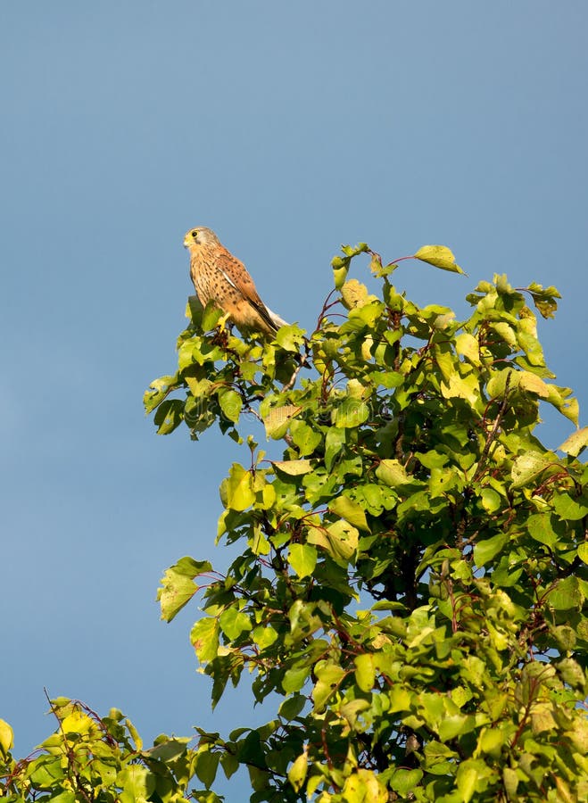 Kestrel Perched on a Tree stock image. Image of watch - 45024967