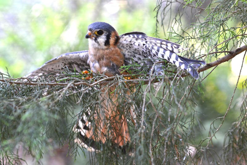 Kestrel stock image. Image of florida, coast, kestrel - 42895179