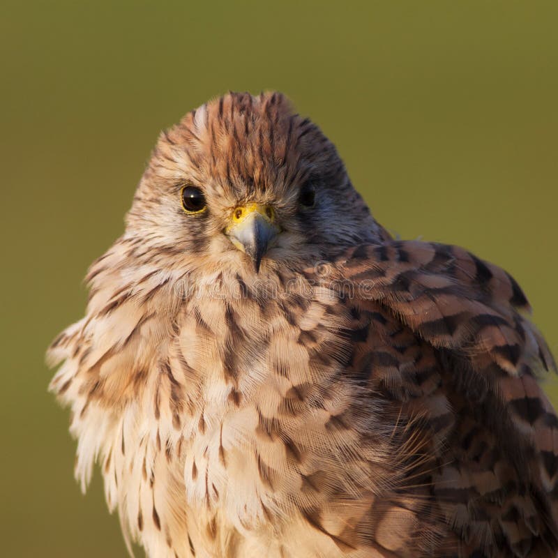 Kestrel portrait/Common stock photo. Image of eagle, coat - 23837950
