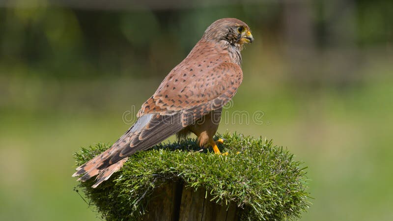 Kestrel seen from the side stock photo. Image of bird - 136257066