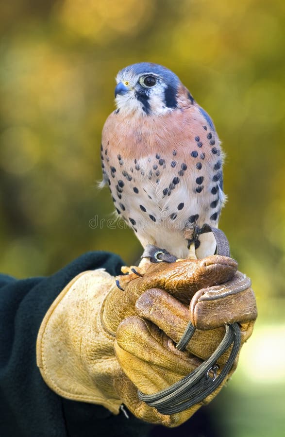 American Kestrel Back and Tail Feathers Stock Photo - Image of raptor ...