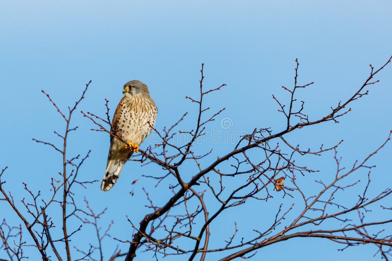 A Kestrel in a tree stock photo. Image of falcon, feathers - 209172724