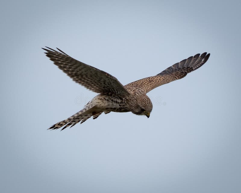 Kestrel in the Wind stock image. Image of background - 383094891