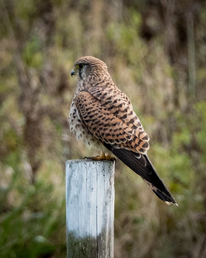 Kestrel in the Wind stock photo. Image of ornithology - 383095284