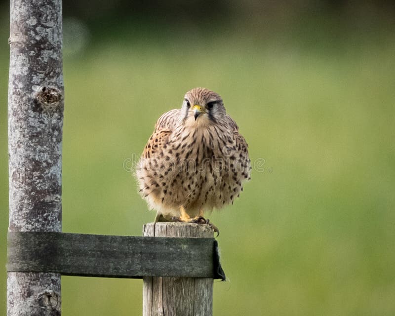 Kestrel in the Wind stock photo. Image of brown, outdoor - 383096218