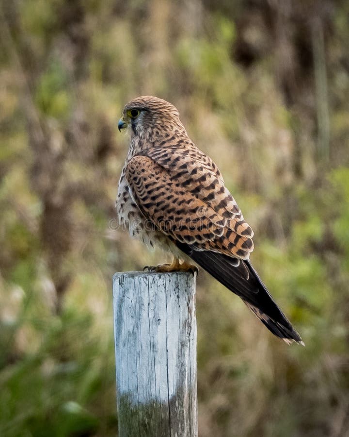 Kestrel in the Wind stock photo. Image of autumn, natural - 383096440