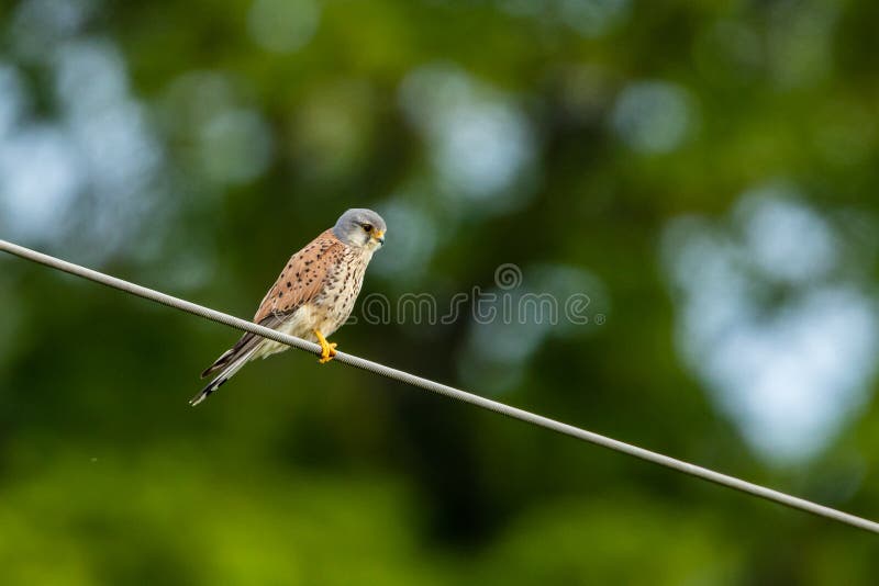 Kestrel on a wire stock photo. Image of avian, osprey - 182330996