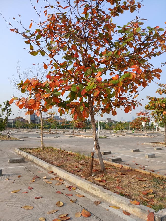 Ketaang Tree Stock Photos - Free & Royalty-Free Stock Photos from ...