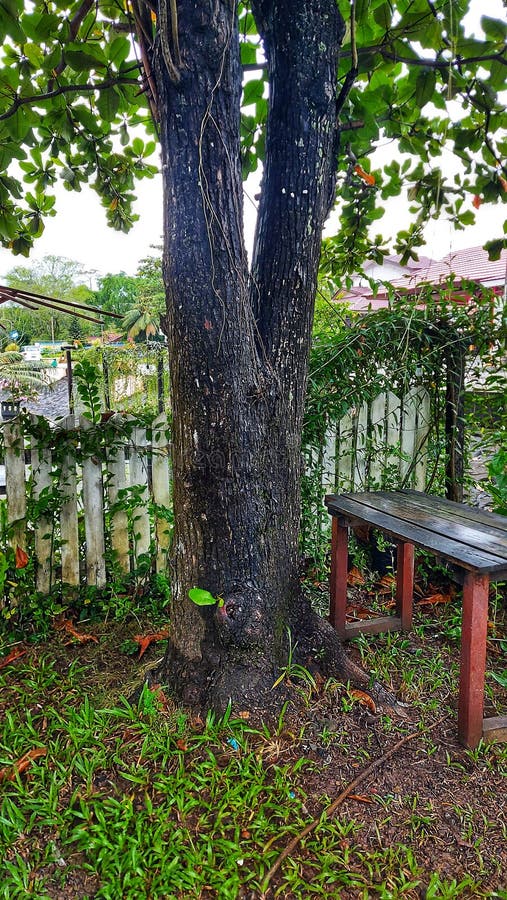A Ketapan Tree Trunk that is Wet Stock Image - Image of flower ...
