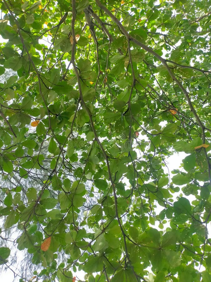 Ketapang or Katapang (Terminalia Catappa) a Plant Species in the ...