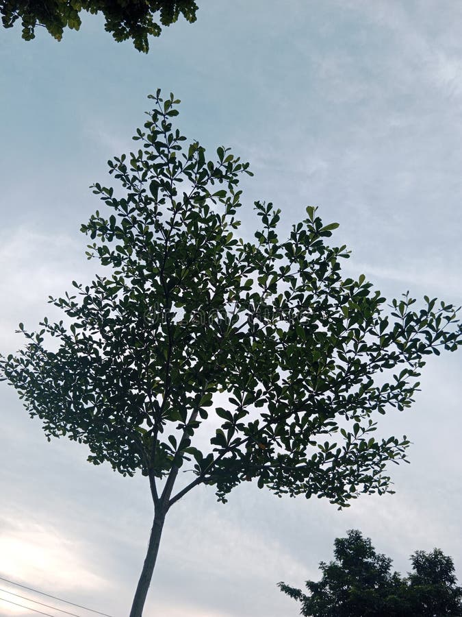 Ketapang Kencana Tree, a Tree that Can Provide Shade on the Side of the ...