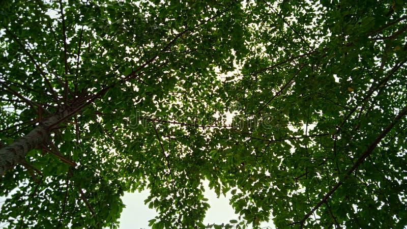 Ketapang leaf stock photo. Image of ketapang, sumatra - 263236412