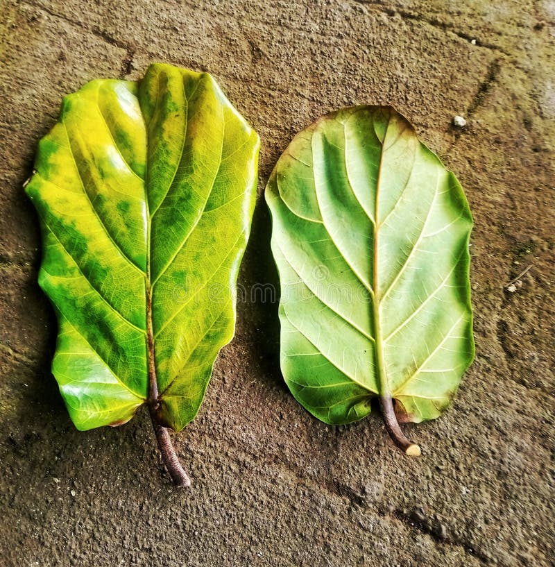 Ketapang Leaves Falling from the Tree Stock Image - Image of insect ...