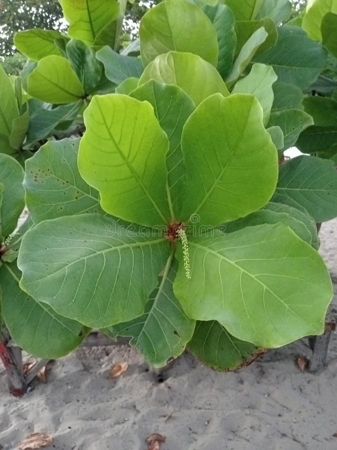 Ketapang Leaves are Leaves or Shady Coastal Trees. Stock Image - Image ...