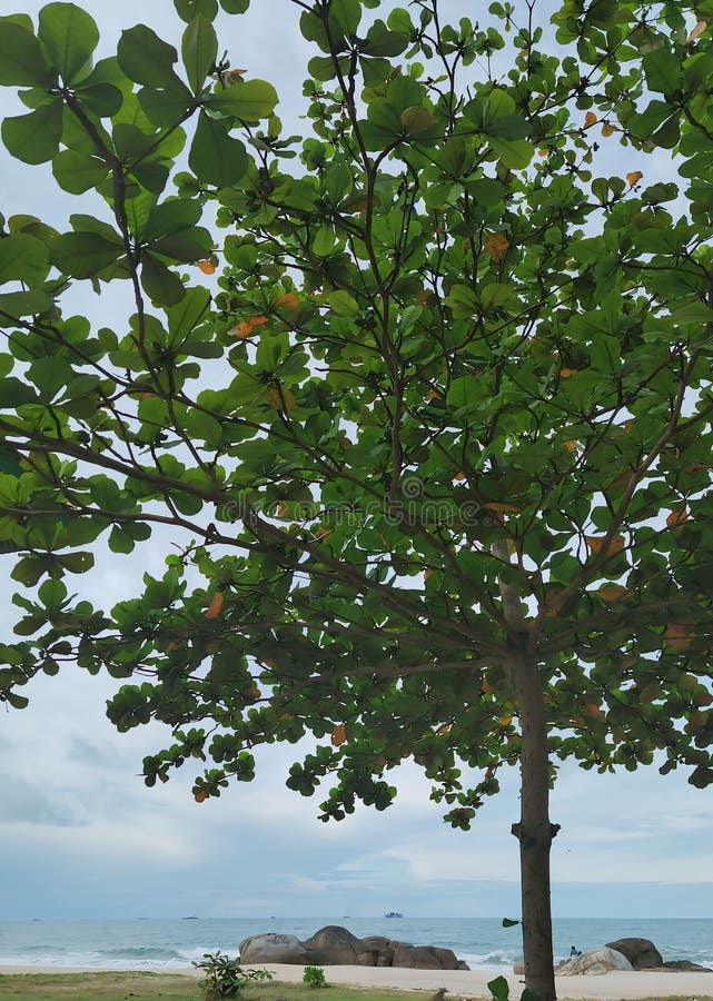 Ketapang Tree Growing on the Beach Stock Photo - Image of berry ...