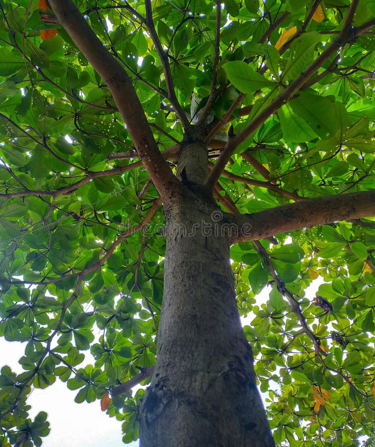 The Ketapang Tree is Identical with Its Wide and Leaf Leaves, Their ...