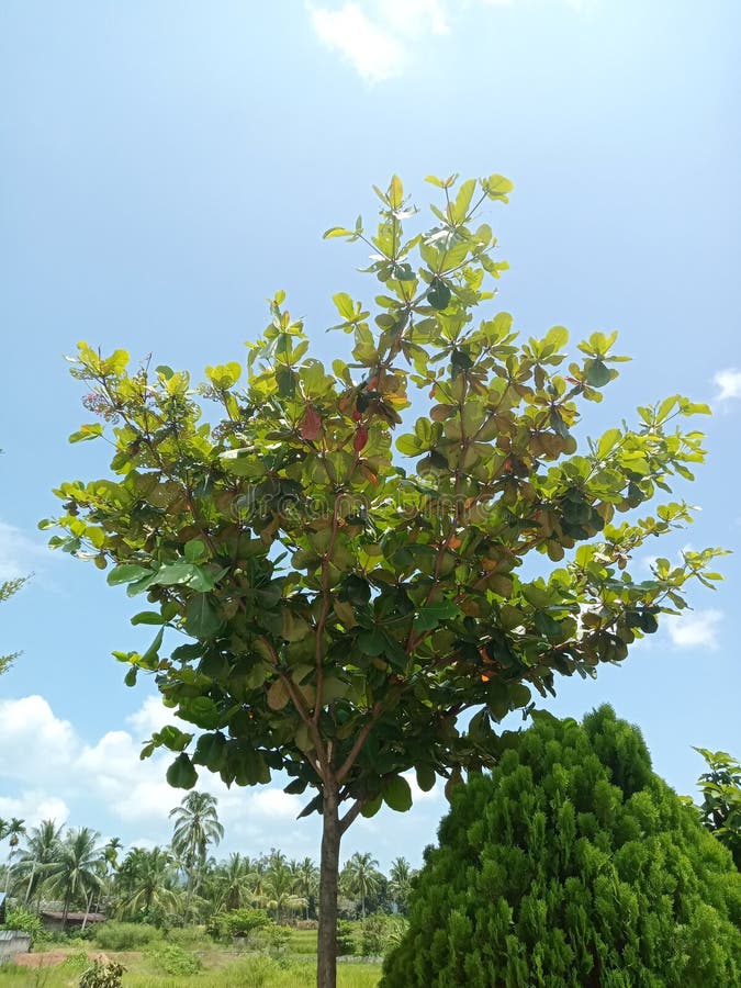 Ketapang Tree in a Village in Indonesia Stock Photo - Image of ...