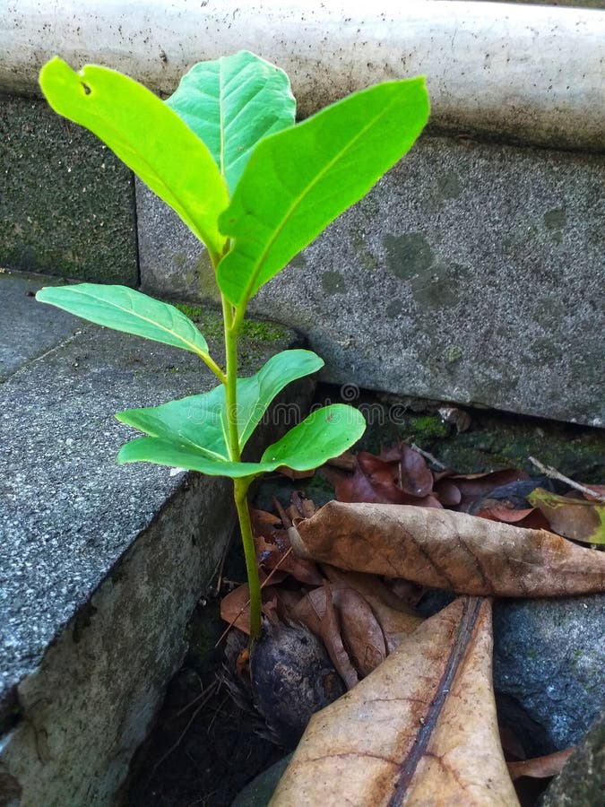 Ketapang or Katapang (Terminalia Catappa) a Plant Species in the ...