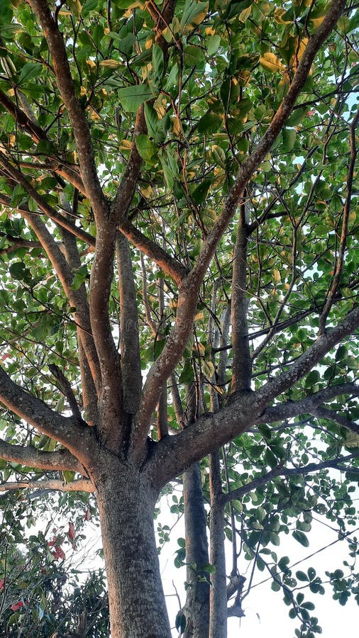 Ketapang Tree with Young Leaves after Falling Stock Photo - Image of ...
